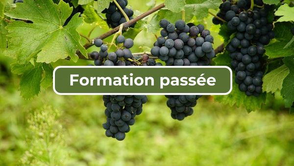 Créer un atelier de raisin de table bio : de la mise en place à la ...