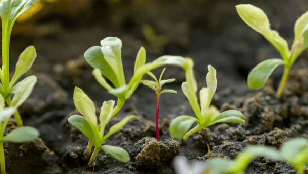 Santé du sol et santé des plantes, comprendre la méthode Albrecht ...