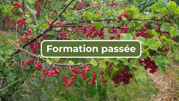 Formation : Optimisation des itinéraires techniques en petits fruits ...
